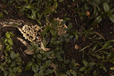 Poisonous Fungus In The Root Of A Tree Stock Image Image Of Danger Mushroom