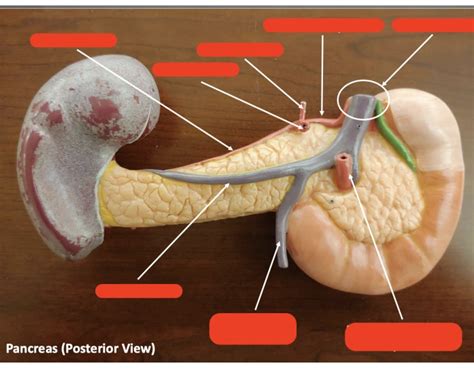 Pancreas Posterior View Quiz