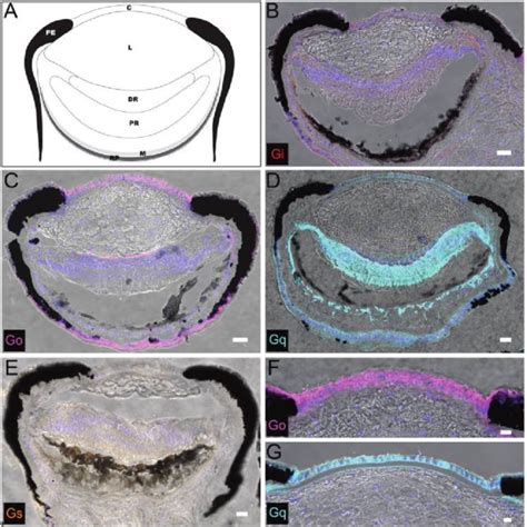 Expression Of Ga Proteins In The Eyes Of The Bay Scallop Argopecten
