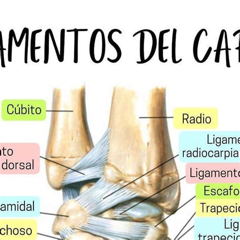 Kine Learning 📚 On Instagram Ligamentos Del Carpo Proximal Al Carpo Entre El Cubito Y La