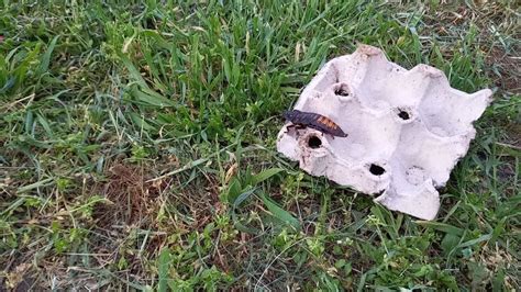 Large Madagascar Hissing Cockroach Siting Outside On Paper Egg Tray