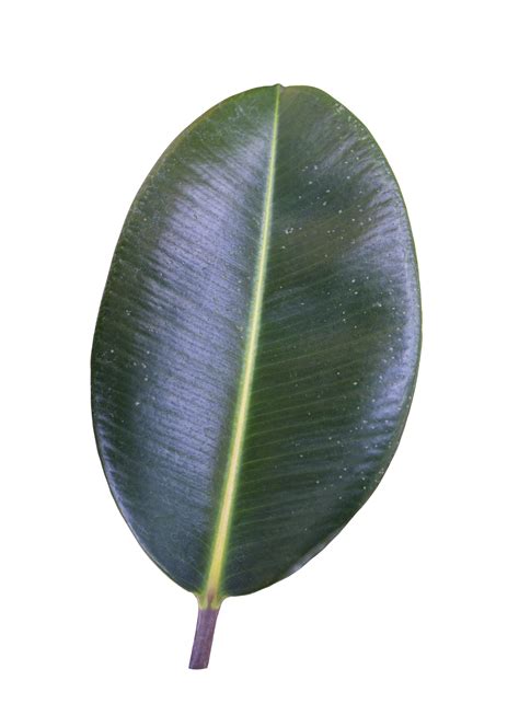 Rubber Plant Leaf Isolated For Nature Design Element 17263573 Png