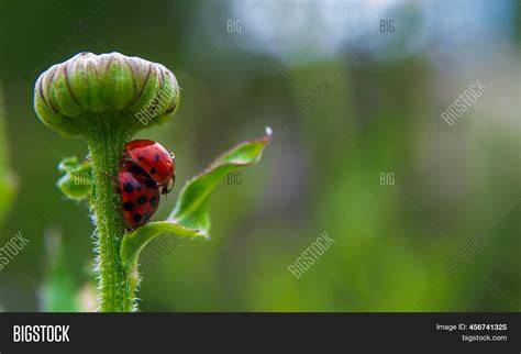 Ladybugs Practicing Image And Photo Free Trial Bigstock