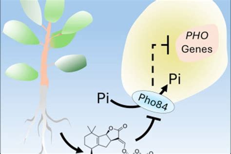 Decoding Plant To Fungi Communication Sciencemission