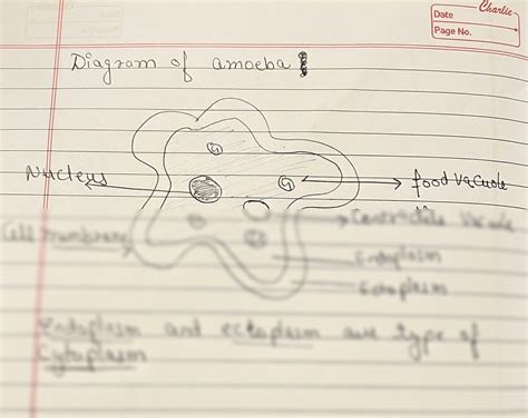 SOLUTION Simple Diagram Of Amoeba Studypool