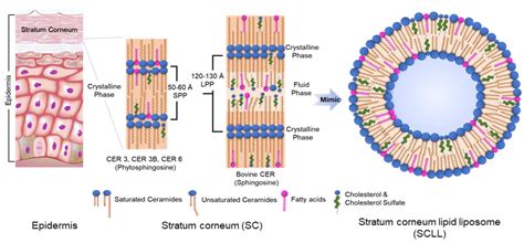 Biomimetic Stratum Corneum Liposome Models Lamellar Organization And