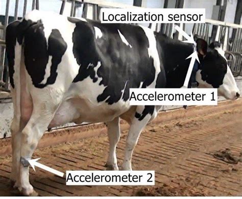 Internet Of Cows Sensors For Detection Of Heat And Calving In Dairy Cattle Ilvo Vlaanderen