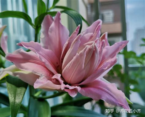 教你盆栽百合的三个技巧,让你的百合花期长,开花大,年年开花 知乎 教你盆栽百合的三个技巧,让你的百合花期长,开花大,年年开花 知乎