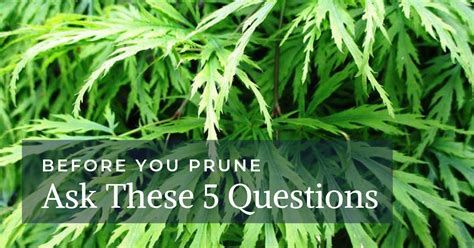 Pruning Techniques Archives The Complete Pruning Guide