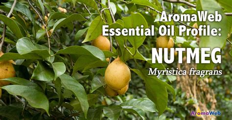 Nutmeg Essential Oil Benefits Uses And Insights