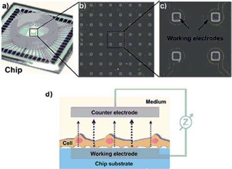 Setup And Measuring Principle Of Cells By Microelectrode Based