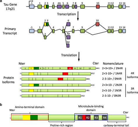 a schematic presentation of the mapt gene its primary transcript and