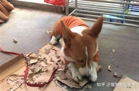 柯基被宠坏，会有这5种行为，你知道吗！ 知乎