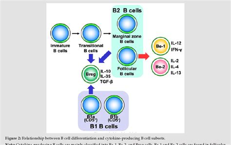 Figure 2 From Classification Of B Cell Subsets Based On Their Cytokine