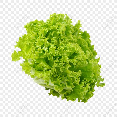 유기농 녹색 양상추식물초록맛있는 Png 일러스트 무료 다운로드 Lovepik