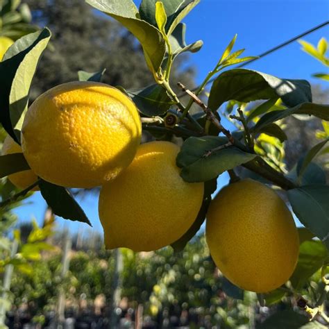 Eureka Lemon Semi Dwarf Tree Alder And Oak Plants