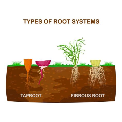 Fibrous Root Examples