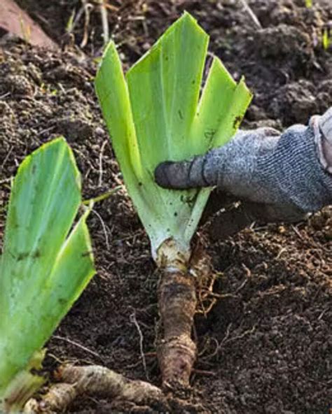 How To Divide And Replant Irises In Your Garden