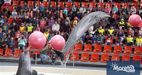 Делфинариумът във Варна с безплатни представления за деца в междусрочната ваканция