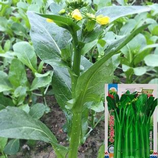 广东四季四九菜心种子种籽孑菜苔甜菜心菜种盆栽秋季菜籽蔬菜菜芯 阿里巴巴