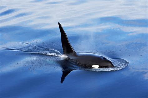 Orcinus Orca Killer Whale