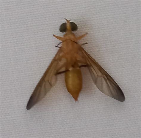 Ptecticus From Melgar Tolima Colombia On November 20 2021 At 1021