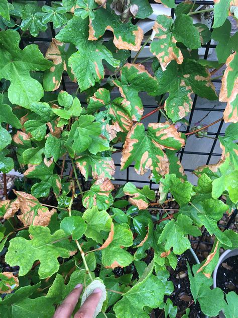 What Fruits Can You Grow In Zone B At Elizabeth Gunther Blog