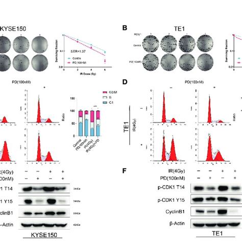 Pd0166285 Is Effective In Escc Cells A The Structural Formula Of