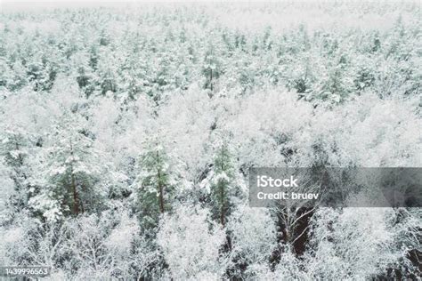 겨울에 눈 소나무 침엽수 림의 공중 전망 태도에서 본 상위 뷰입니다 겨울철 유럽 숲의 드론 전망 조감도의 아름다운 겨울 풍경 0명에 대한 스톡 사진 및 기타 이미지 Istock