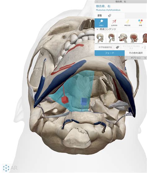Suprahyoid