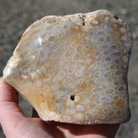 Fossil Coral From Indonesia Beys Rock Shop