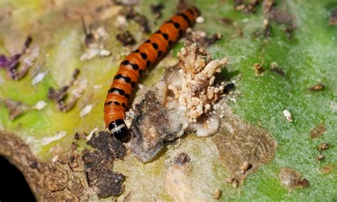 Caterpillars Unique Adaptations From Wave Like Movements To Lack Of