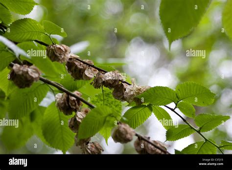 Chinese Elm Tree Pod