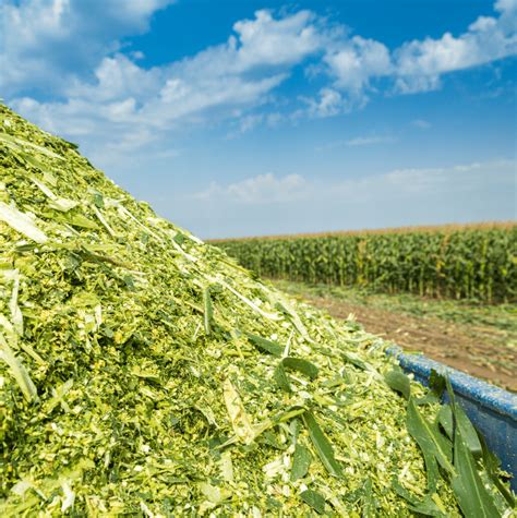 Corn Silage Pricing Tool Ohio Beef Cattle Letter