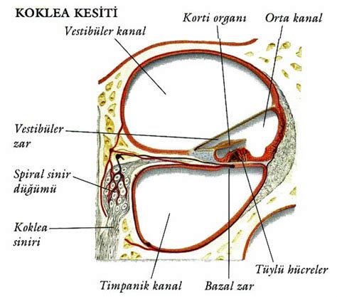 Sinirler Ve Hormonlar Duyu Organları Kulak