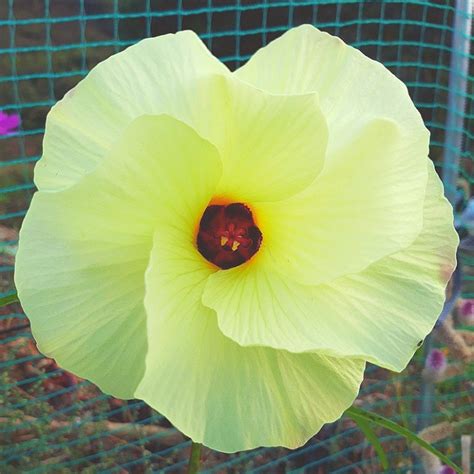 금화규효능 먹는법 정리해봤어요 네이버 블로그