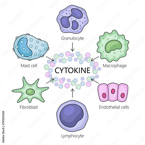 Cell Types And Their Interactions With Cytokines In The Immune Response