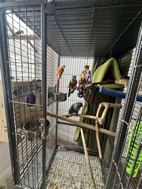 Conures With Cages For Sale