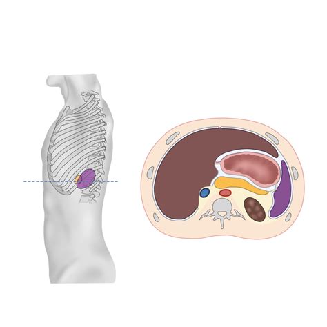 비장위치 및 비장비대 네이버 포스트