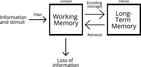 Visualisation Of Transfer Of Information From Working To Longterm Download Scientific Diagram