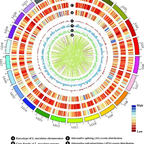 Iso Seq Analysis Pipeline And Rois Classification A Pipeline Of Download Scientific