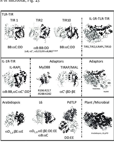 Tir Domain Structures With Reported Biological Interfaces Are Depicted Download High