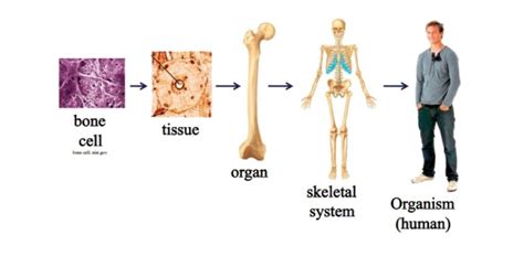 Skeletal System Quiz Multiple Choice Questions Trivia Questions