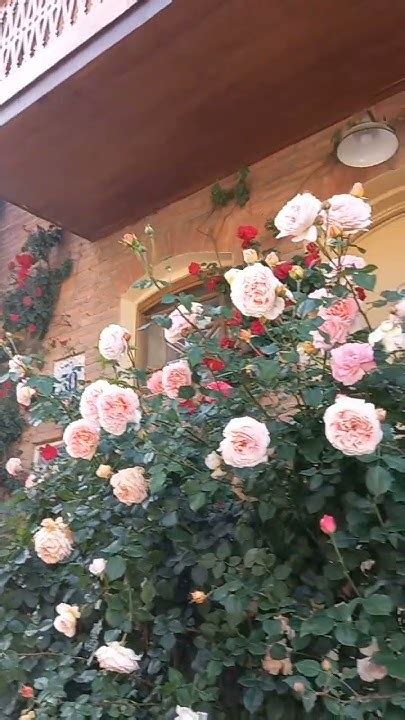 ვარდობისთვის მშვენება ️ ვარდი ძველითბილისი თეთრივარდები თბილისი საქართველო 🇬🇪 Youtube