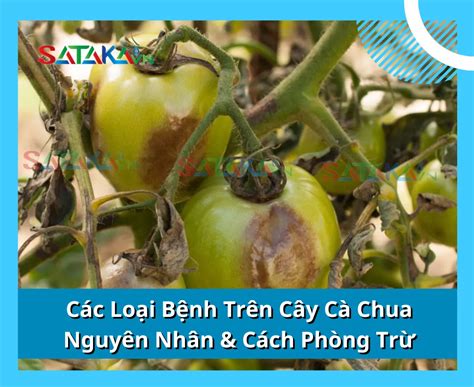 Bệnh Trên Cây Cà Chua Nguyên Nhân And Cách Phòng Trừ