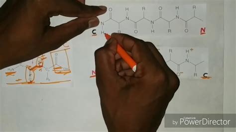 Beta Pleated Sheet Protein Structure YouTube