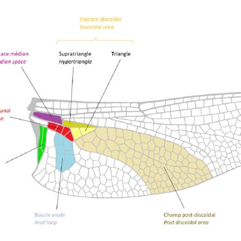 Nervation Aile Postérieure Aeshna Affinis Mâle Download Scientific Diagram