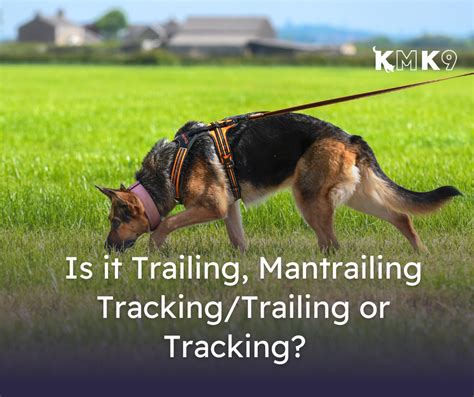 Is It Trailing Mantrailing Trackingtrailing Or Tracking