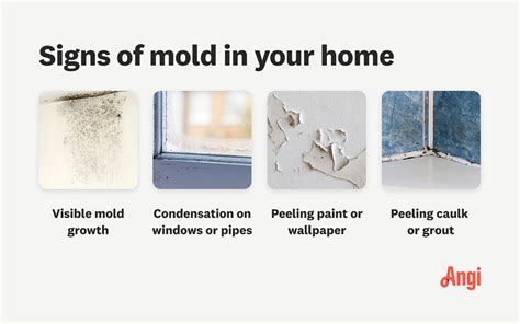 What Does Mold Look Like In A House Common Signs And Appearance