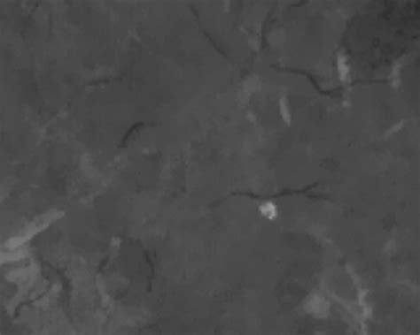 Koala Object Detection Object Detection Dataset And Pre Trained Model By Koaladetectionproj